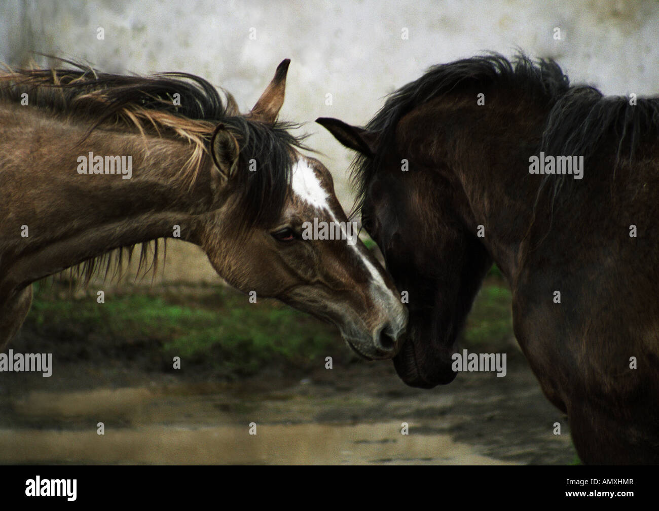 Two polish hucul horses playing cuddling each other Stock Photo - Alamy