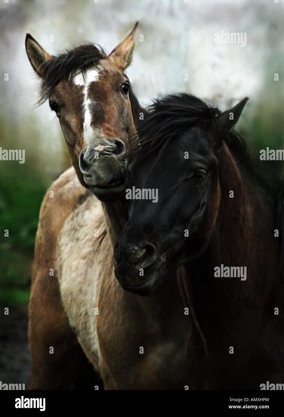 Two polish hucul horses playing cuddling each other Stock Photo - Alamy