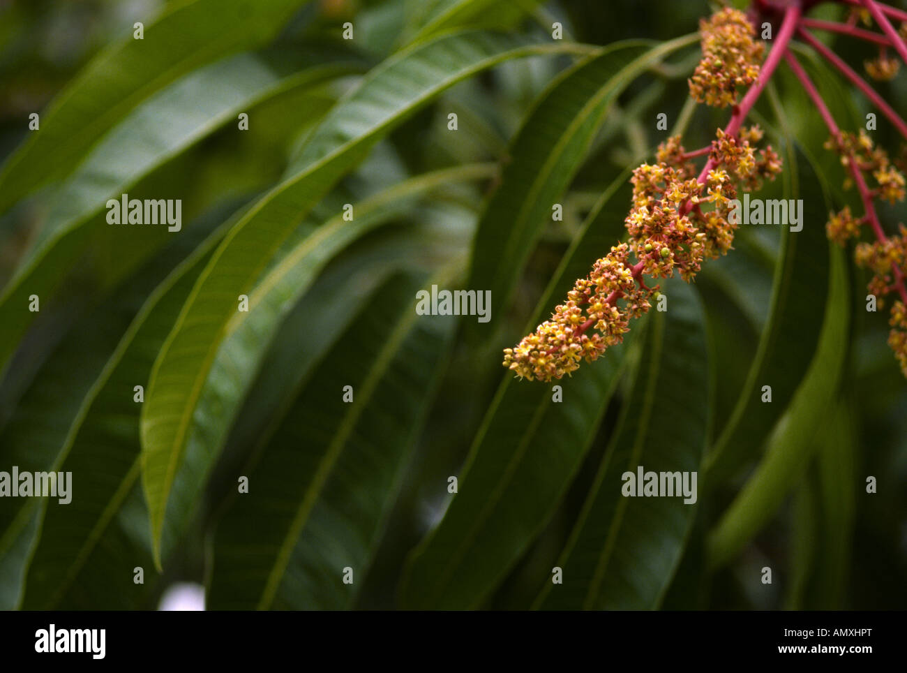 mango blossoms close up Stock Photo - Alamy