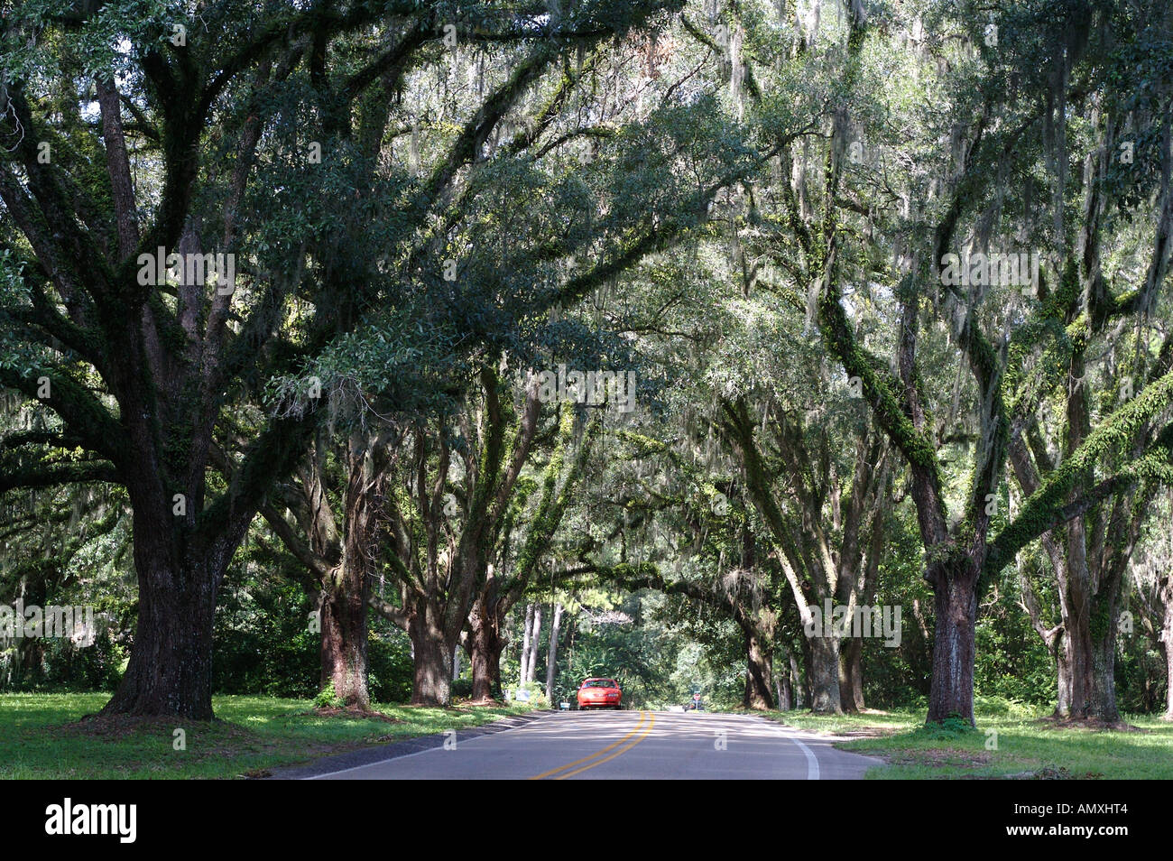A red car is seen in a corridor of live oak trees with Spanish moss in ...
