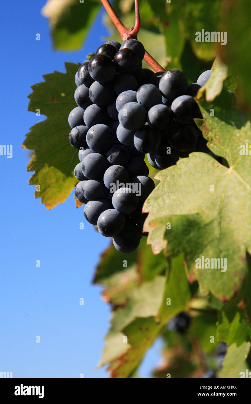 Grapes growing on branch Stock Photo - Alamy