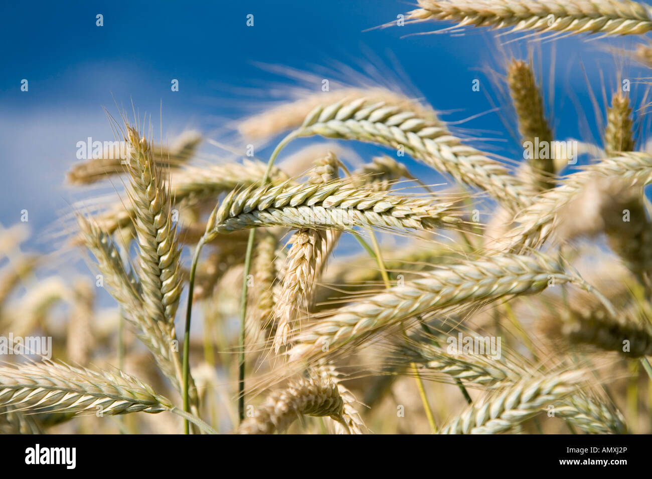 Grains images hi-res stock photography and images - Alamy