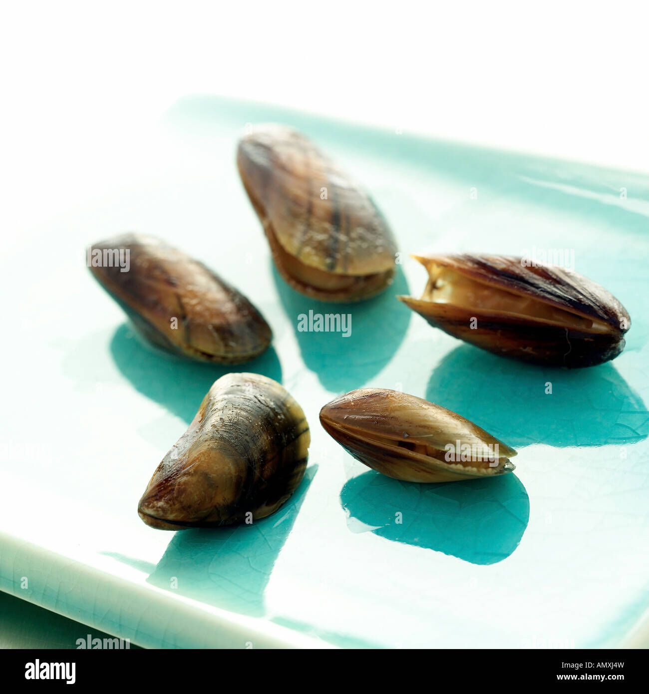 Images of mussels hi-res stock photography and images - Alamy