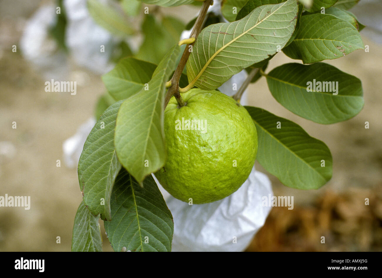 Variety of fruits grown on one tree hi-res stock photography and images ...