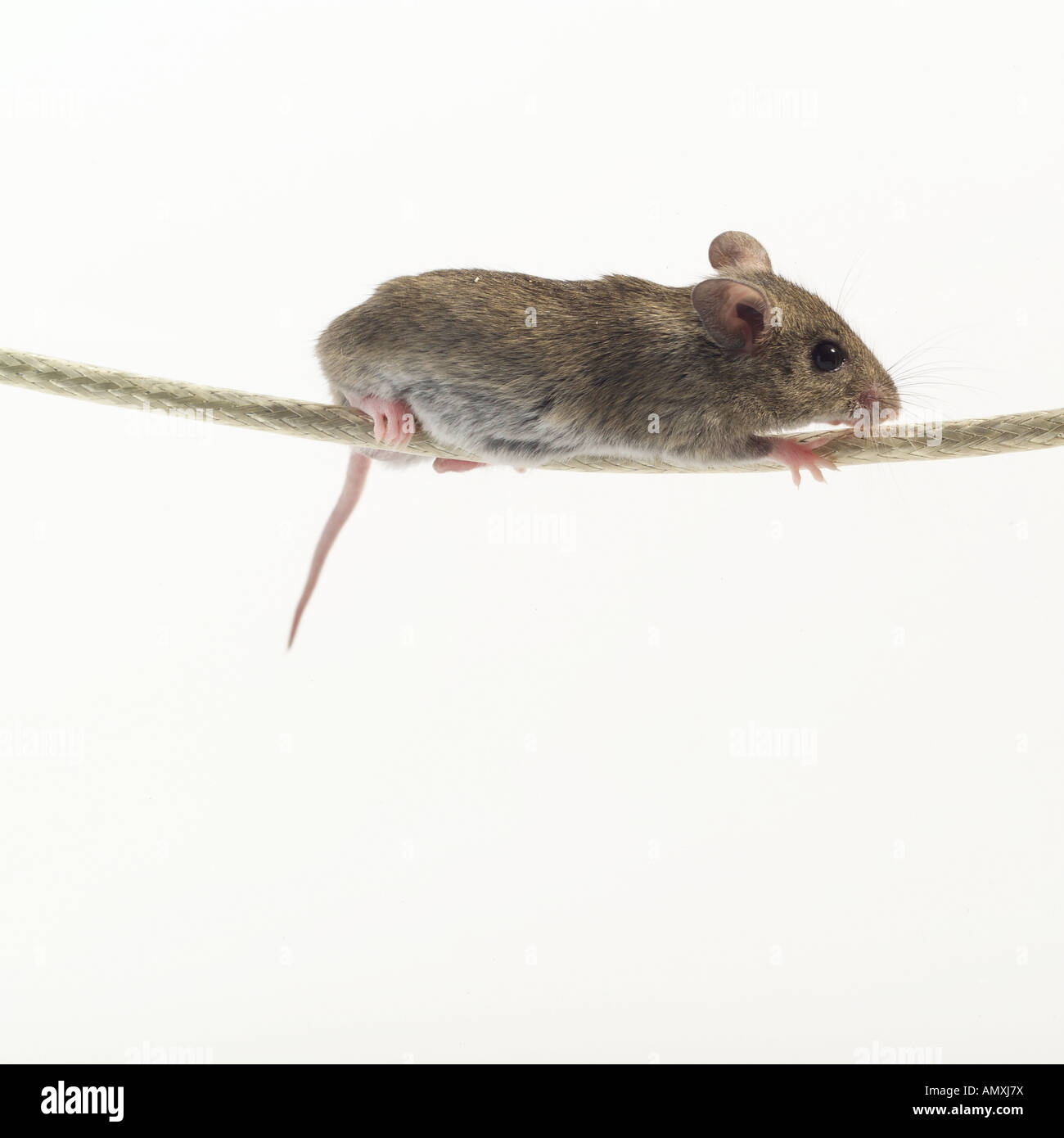 White rat photos hi-res stock photography and images - Alamy