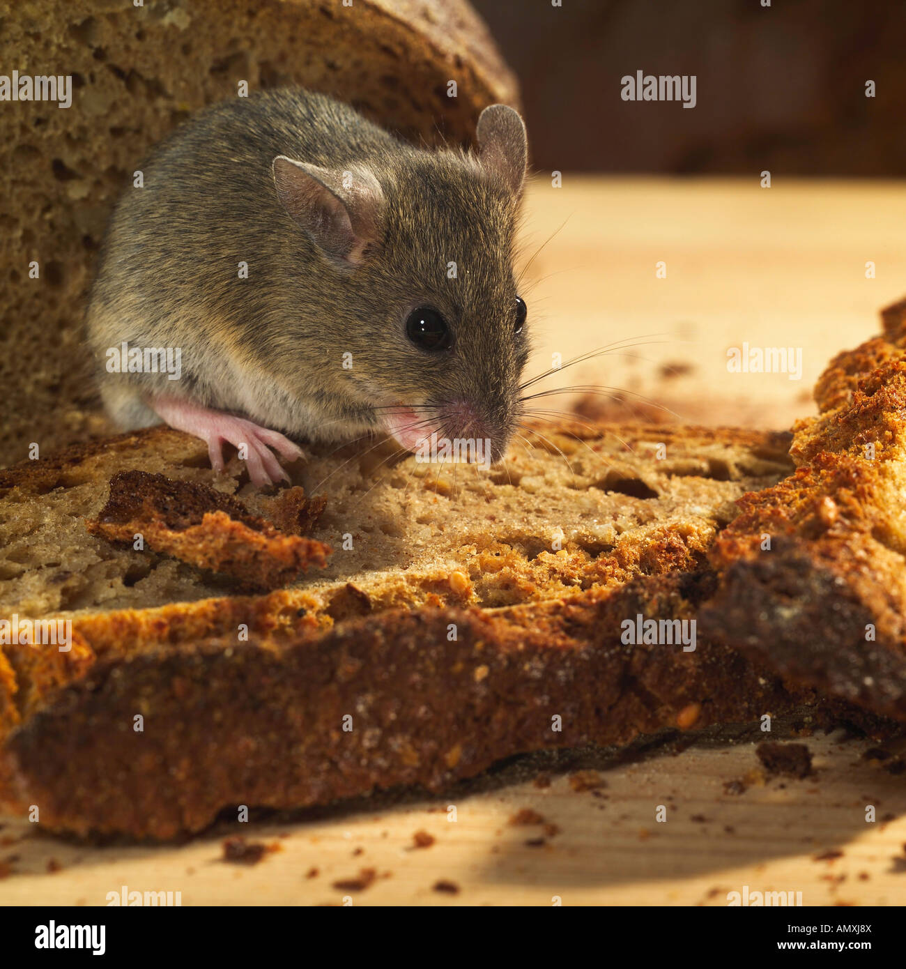 Close up mouse eating bread hi-res stock photography and images - Alamy