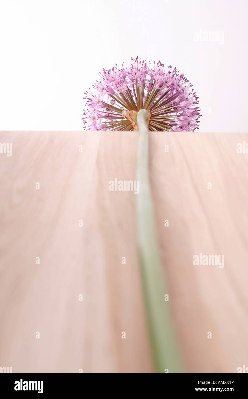 Allium inflorescence hi-res stock photography and images - Alamy