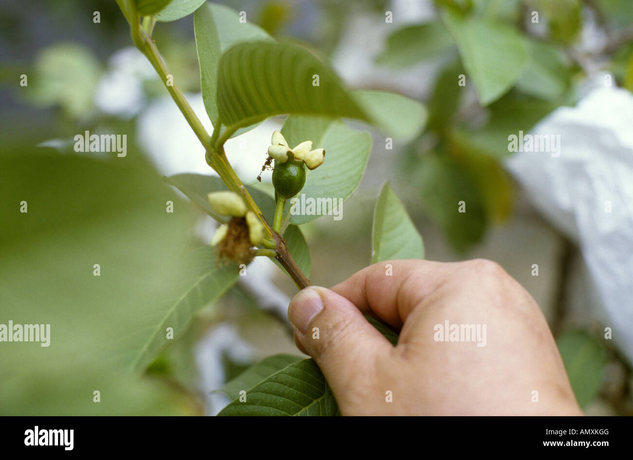 Variety of fruits grown on one tree hi-res stock photography and images ...