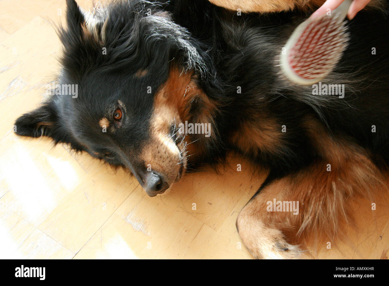 Combing lying hi-res stock photography and images - Alamy