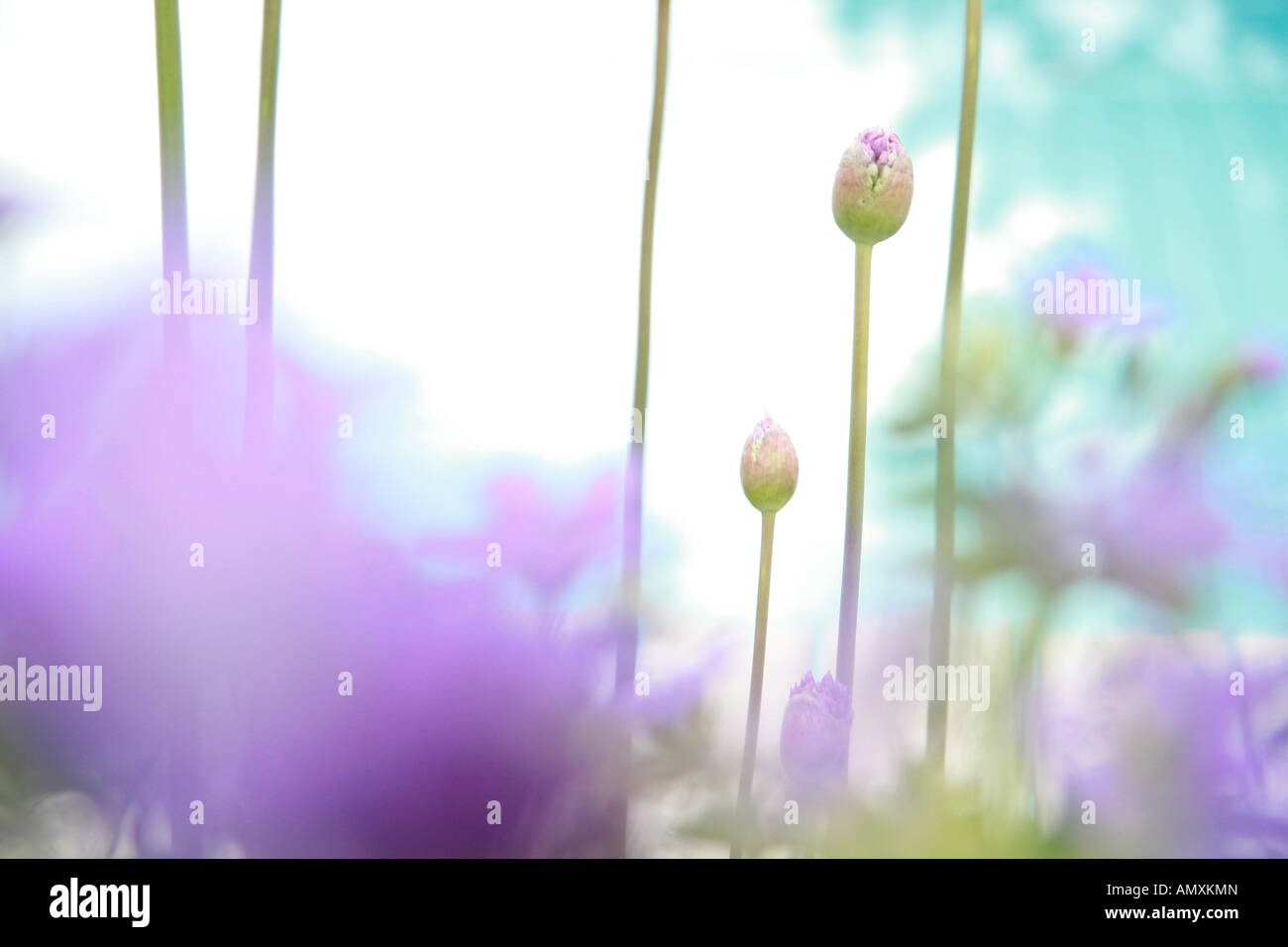 Two coloured flower hi-res stock photography and images - Alamy