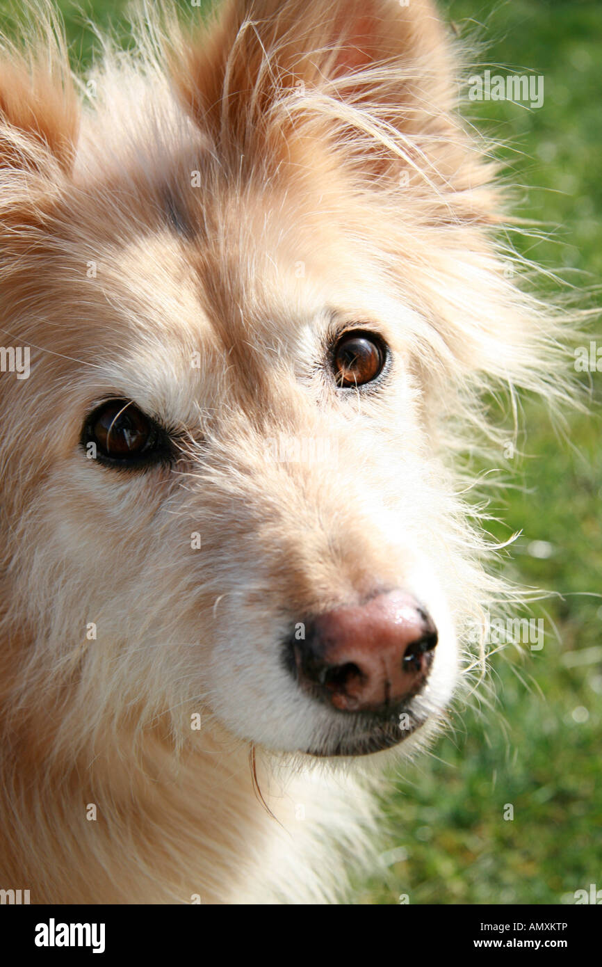 Dog's eye view hi-res stock photography and images - Alamy