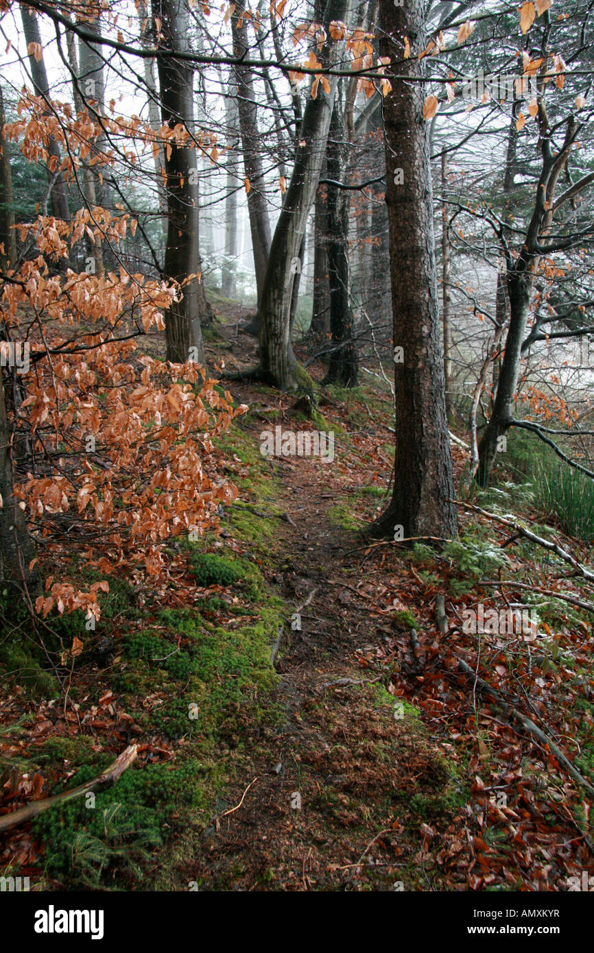 Path through forest Stock Photo - Alamy