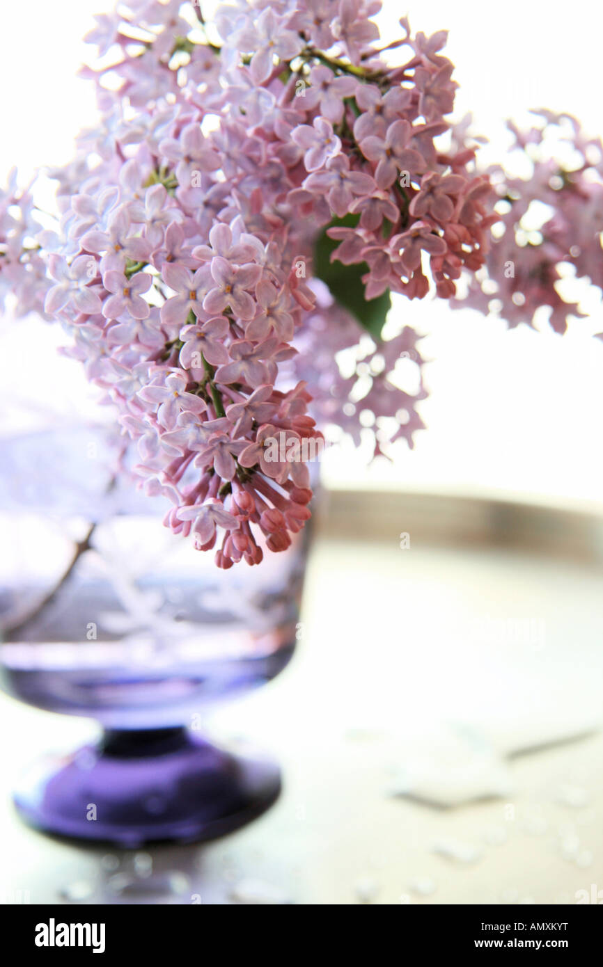 Still life photo flowers vase hi-res stock photography and images - Alamy