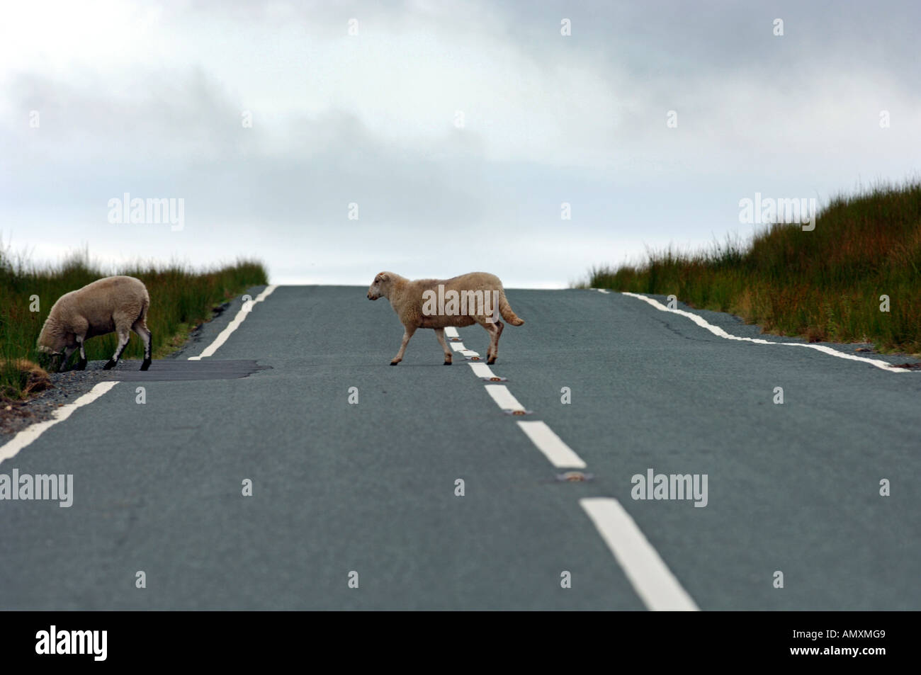 Sheep crossing the road, Wales Stock Photo - Alamy