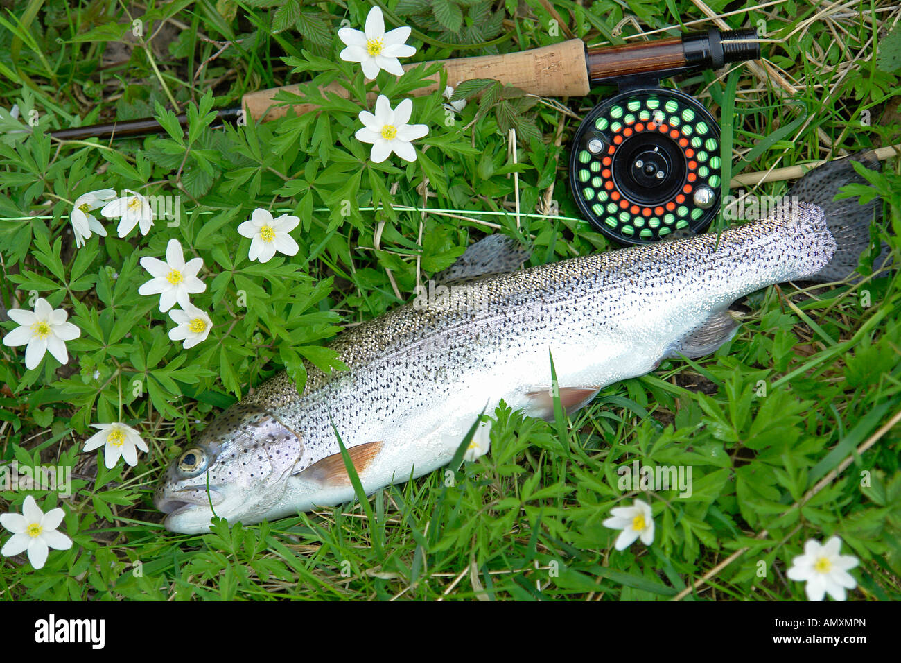 Rainbow coloured fish hi-res stock photography and images - Alamy