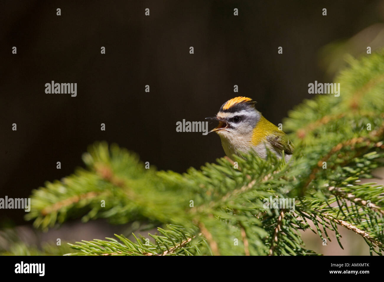 Firecrest colours hi-res stock photography and images - Alamy