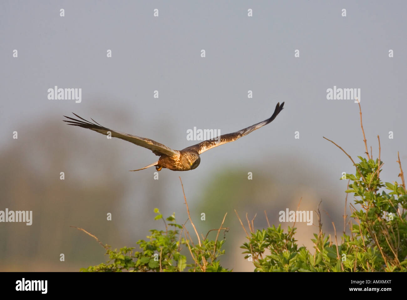 Western Marsh Harrier (Circus aeruginosus) raptor in flight Stock Photo ...