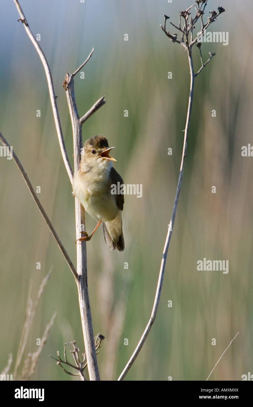 Close-up of Eurasian Reed Warbler (Acrocephalus scirpaceus) bird ...