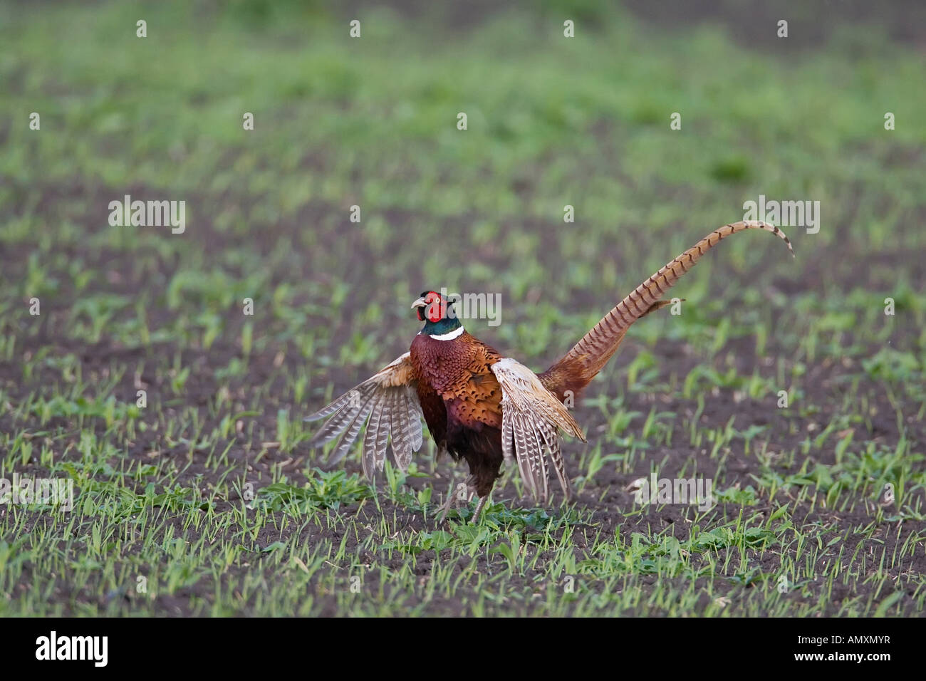 Pheasant bird photos hi-res stock photography and images - Alamy
