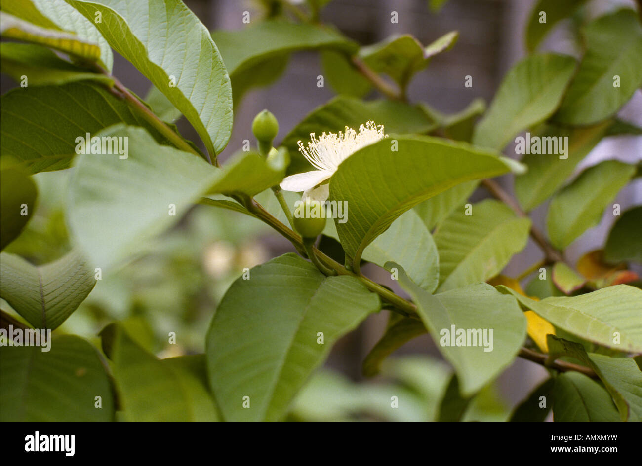 pearl guava blossom with young fruit on tree Stock Photo - Alamy