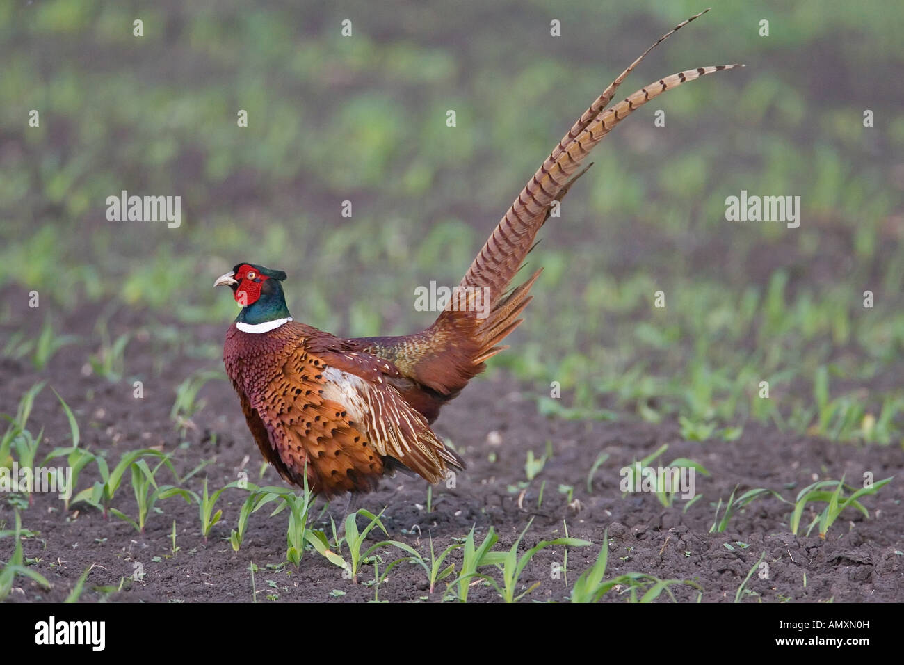 Pheasant bird photos hi-res stock photography and images - Alamy