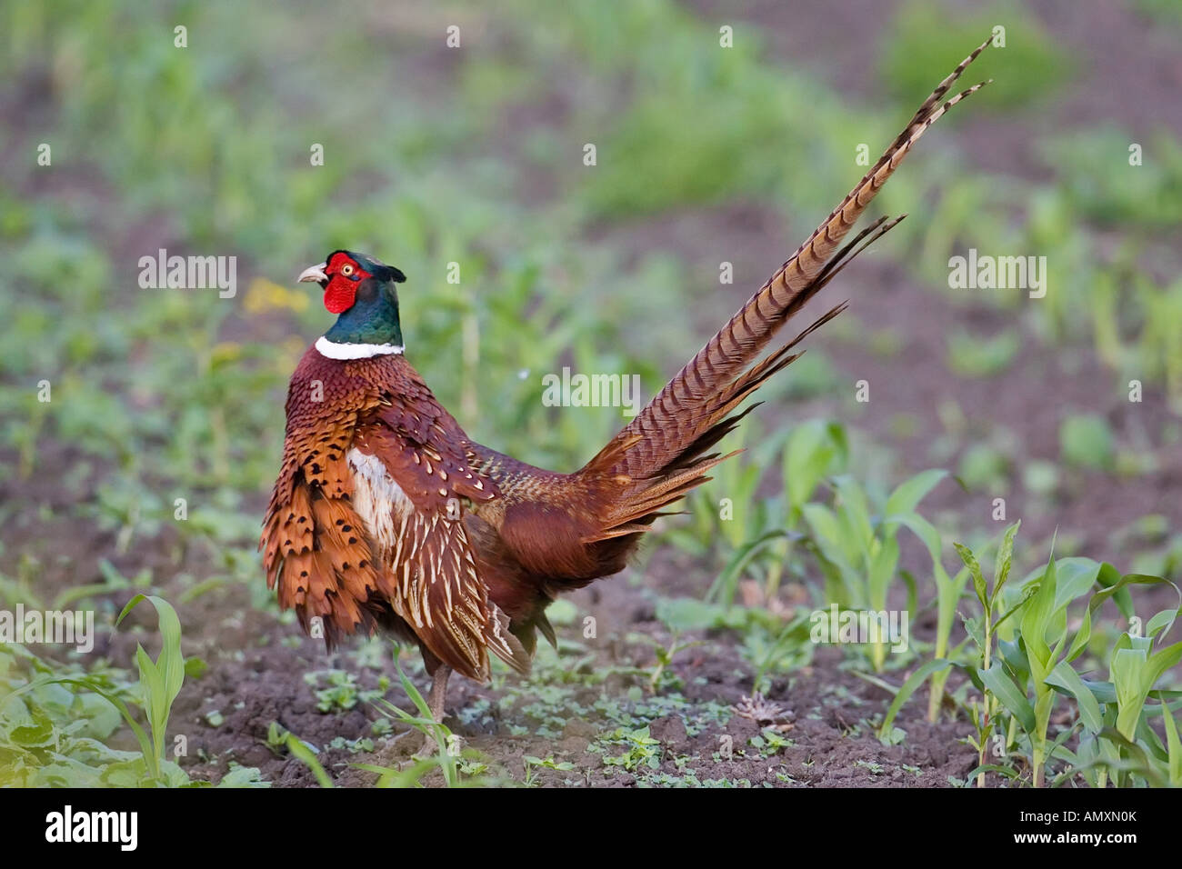 Close-up of Common Pheasant (Phasianus colchicus) in field Stock Photo ...