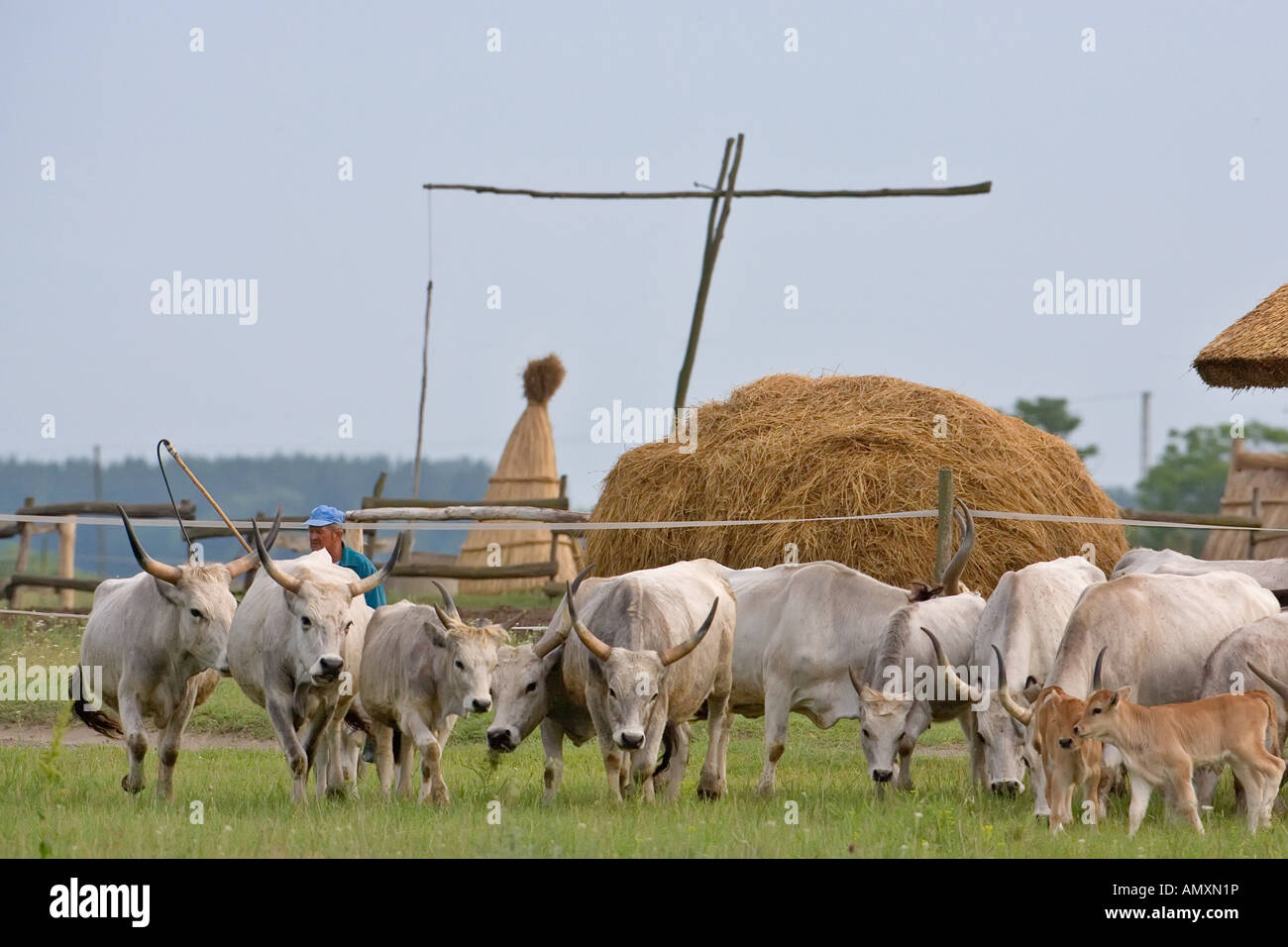 Man with cows hi-res stock photography and images - Alamy