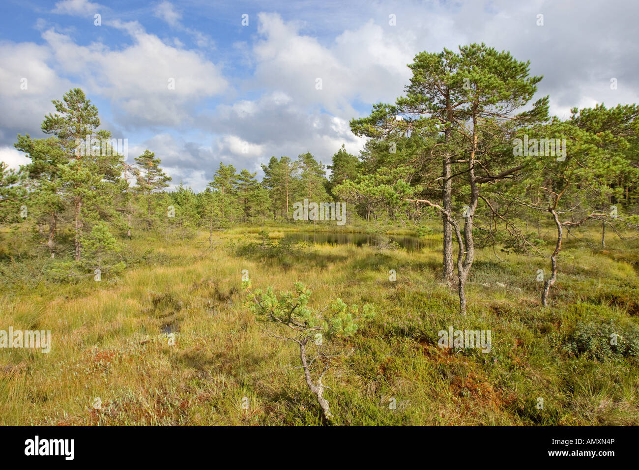 Coniferous trees in forest, Sweden Stock Photo - Alamy