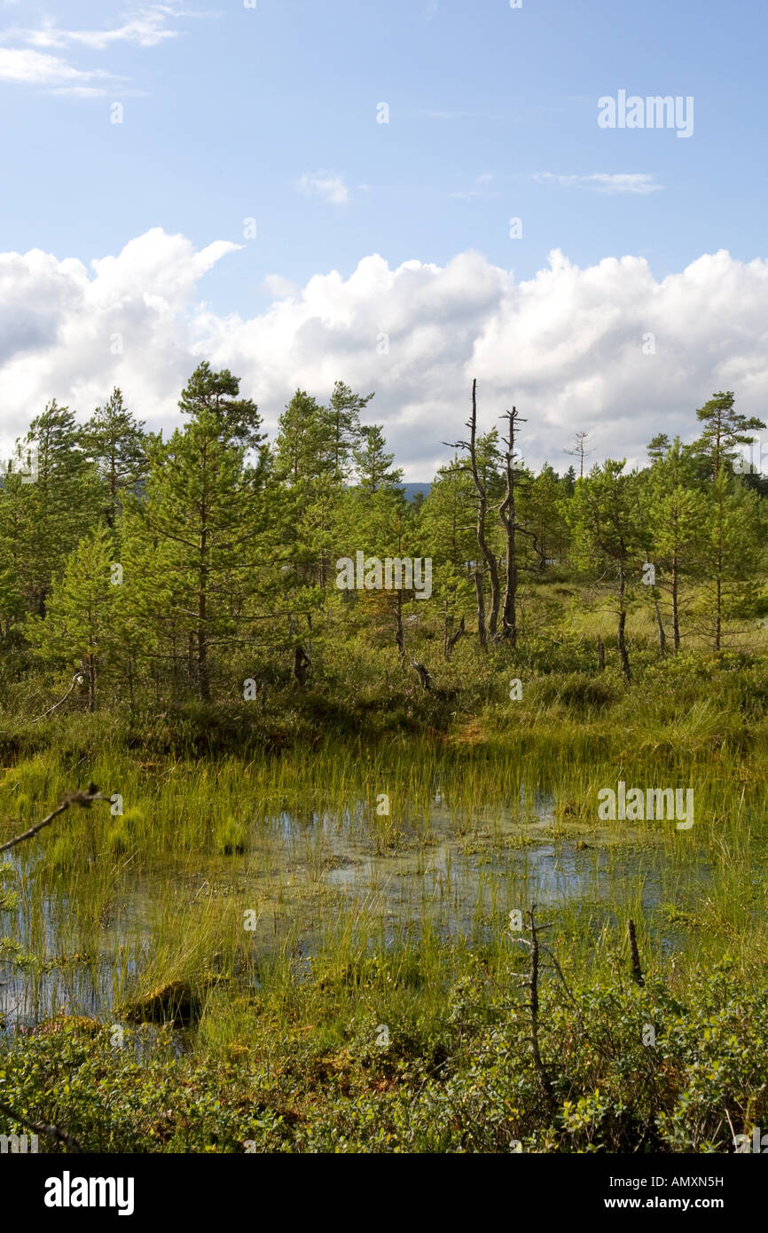 Coniferous trees in forest, Sweden Stock Photo - Alamy