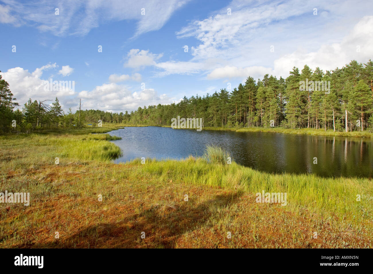 Forest in sweden hi-res stock photography and images - Alamy