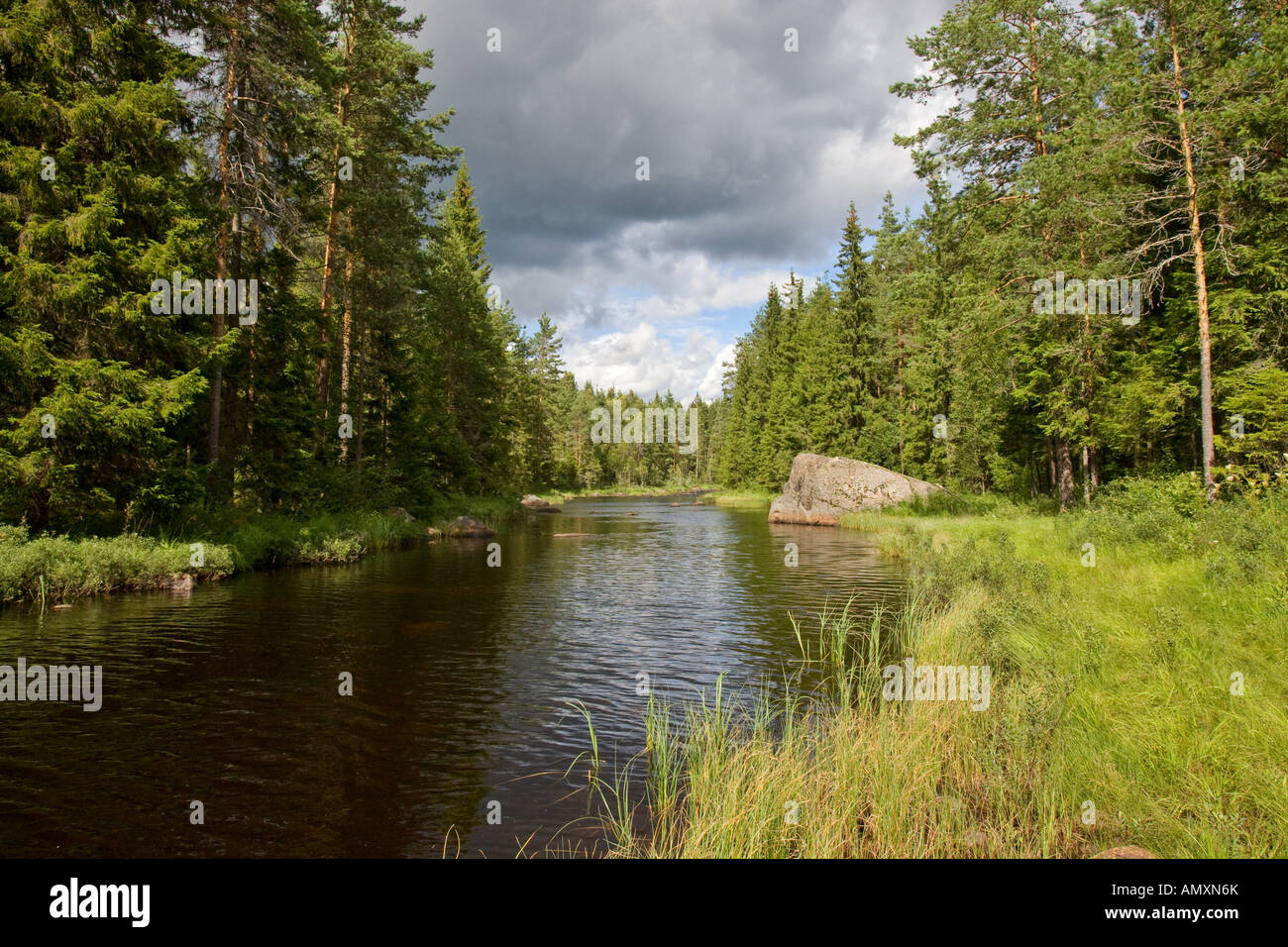 River flowing through forest, Sweden Stock Photo - Alamy