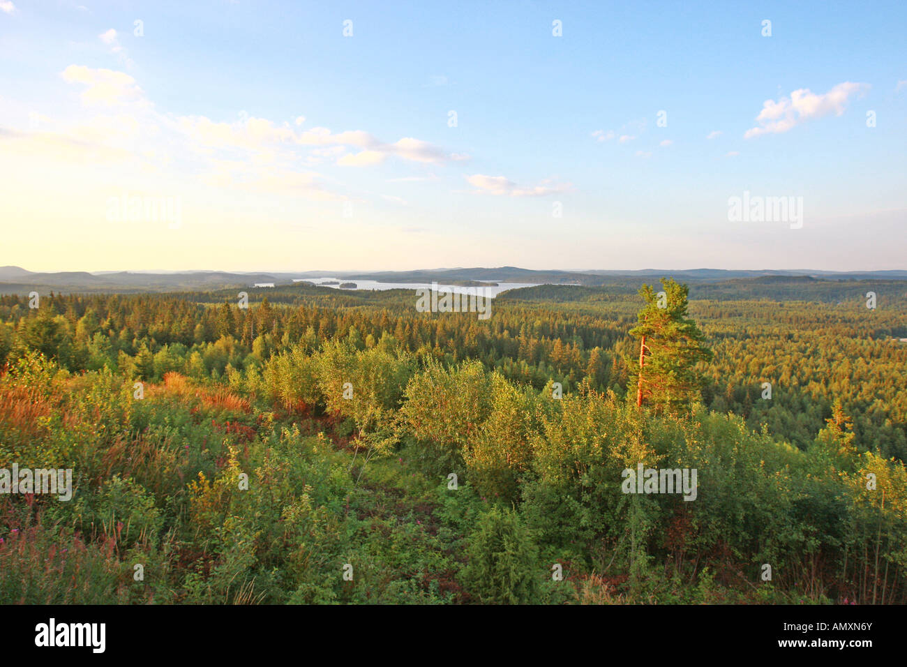 Coniferous trees in forest, Sweden Stock Photo - Alamy