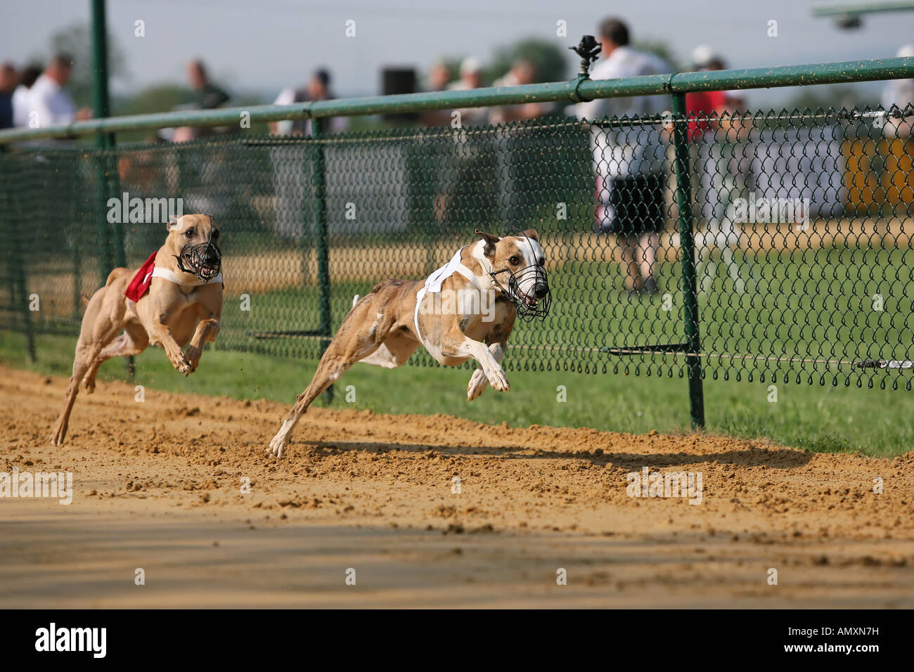 Whippet dogs hi-res stock photography and images - Alamy