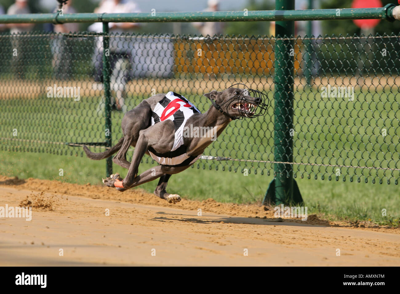 Race whippet hi-res stock photography and images - Alamy