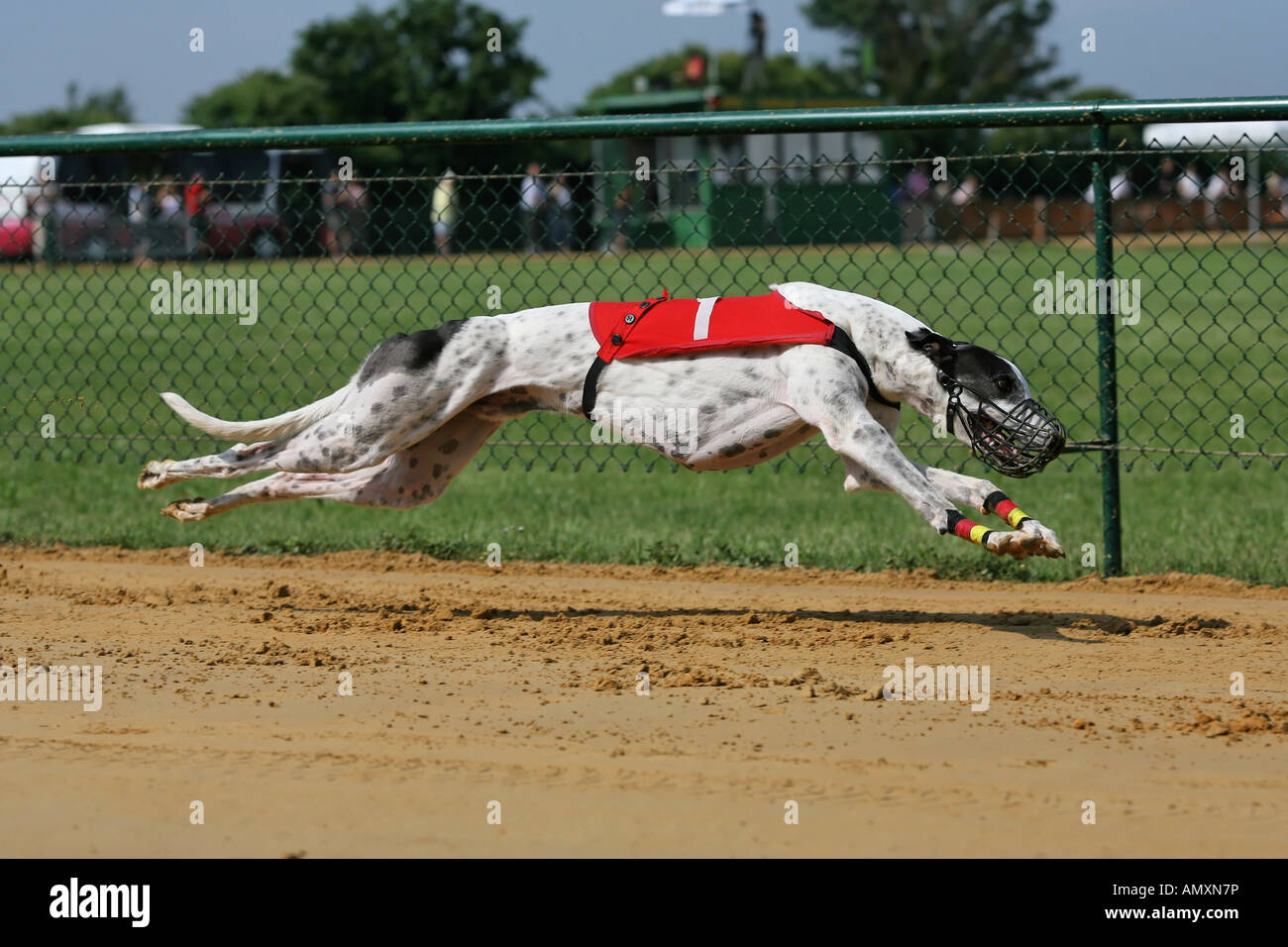 Race whippet hi-res stock photography and images - Alamy