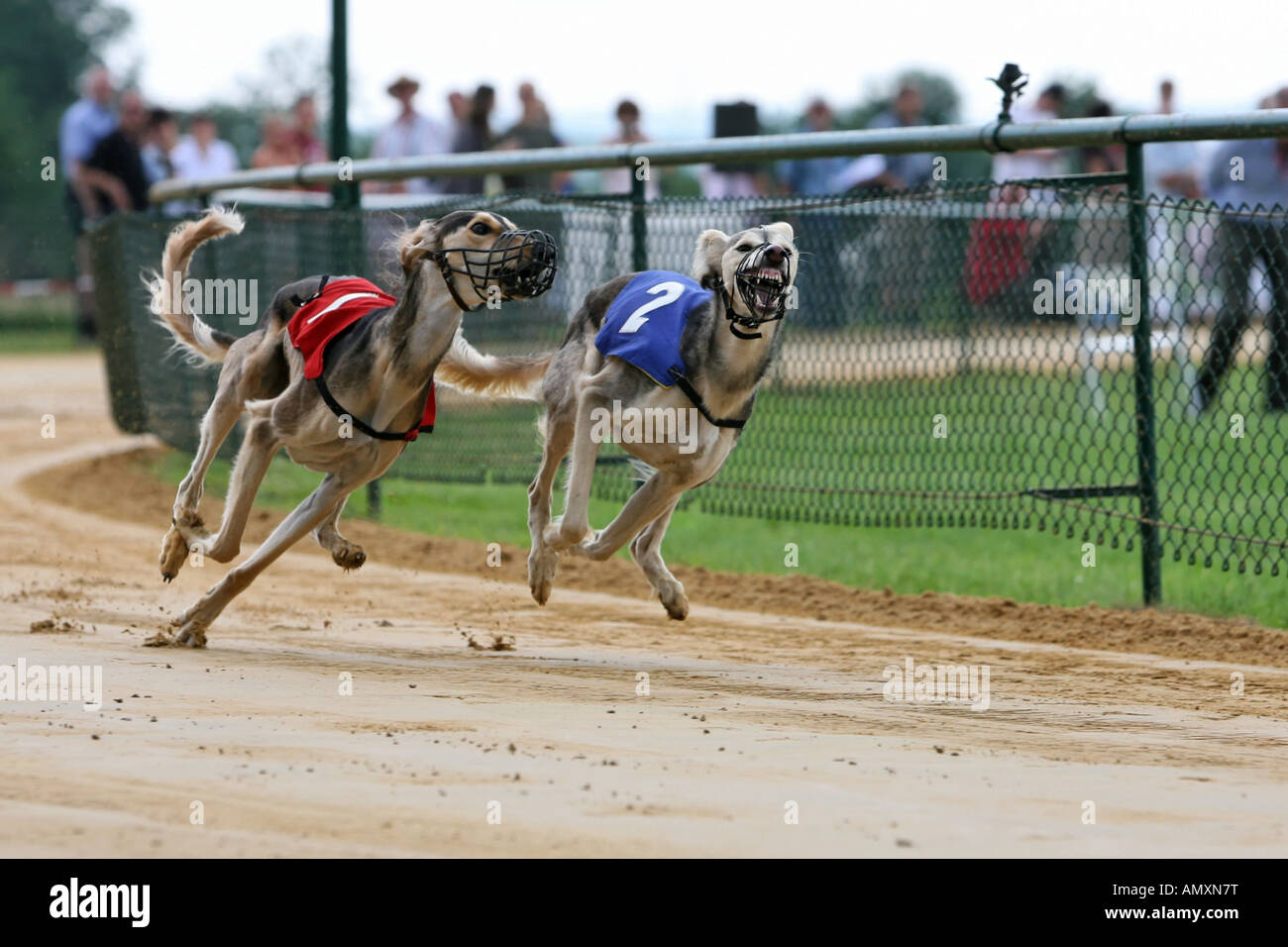Whippet dogs hi-res stock photography and images - Alamy