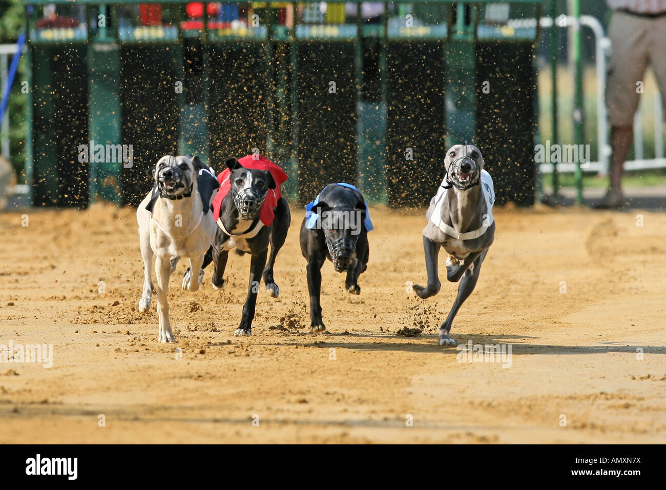 Whippet dogs hi-res stock photography and images - Alamy