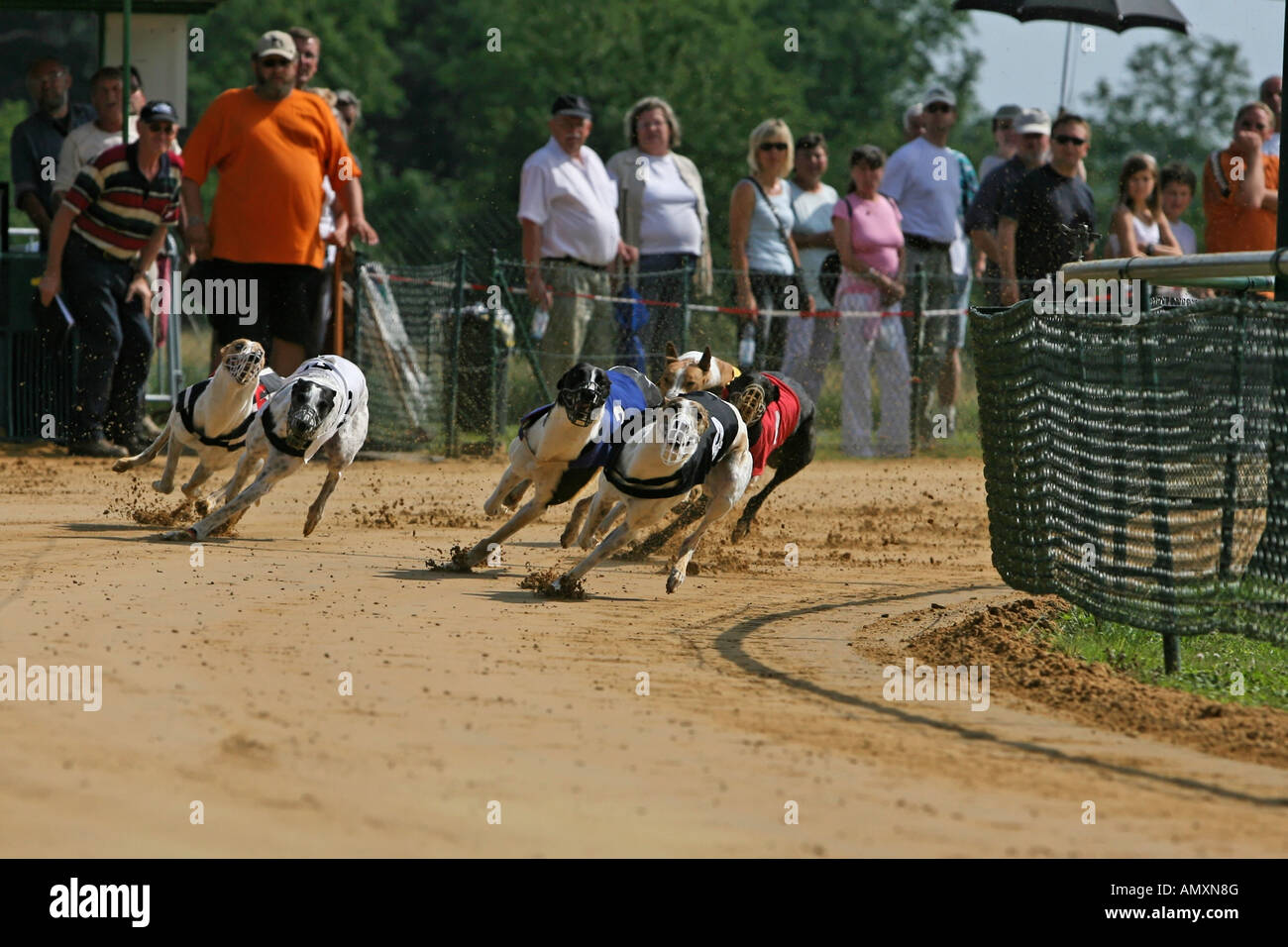 Whippet dogs hi-res stock photography and images - Alamy