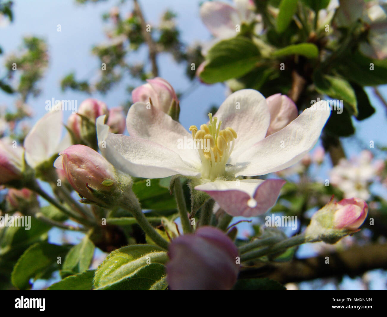 Close-up of blooming flower of apple tree Stock Photo - Alamy