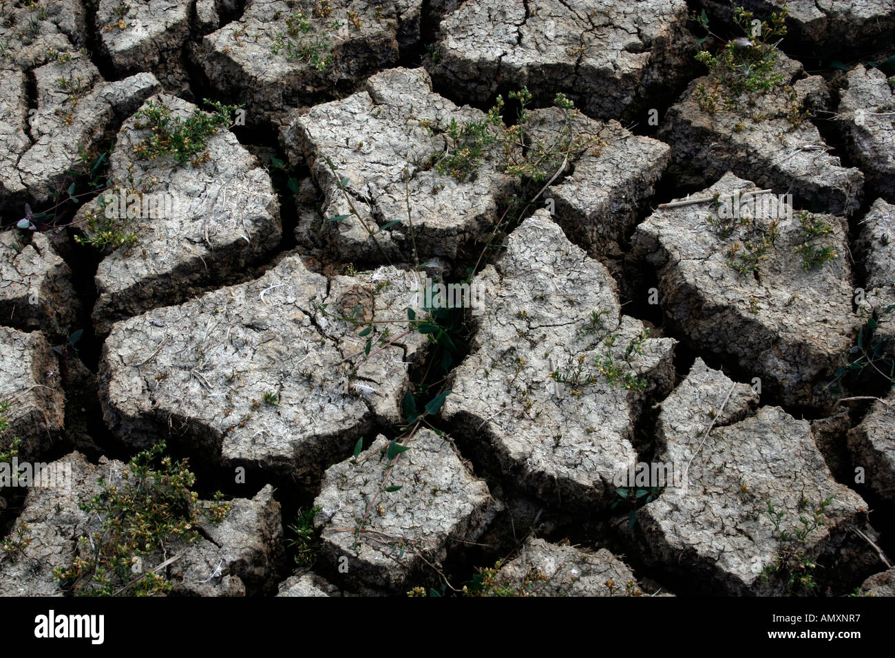 Parched soil uk hi-res stock photography and images - Alamy
