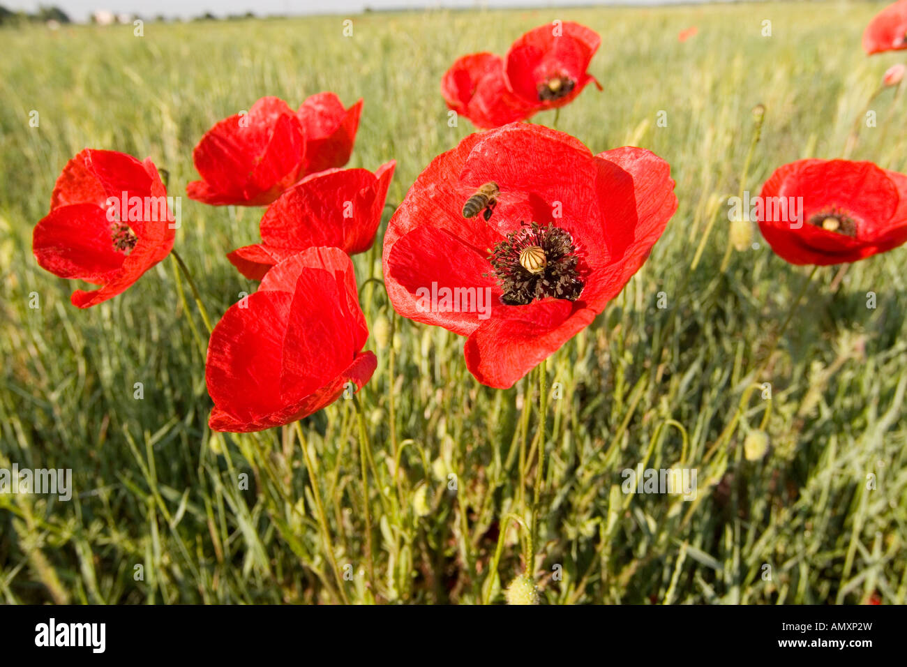Poppy flower above hi-res stock photography and images - Alamy