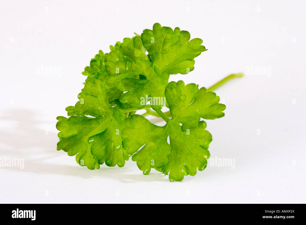 Cut parsley plant hi-res stock photography and images - Alamy