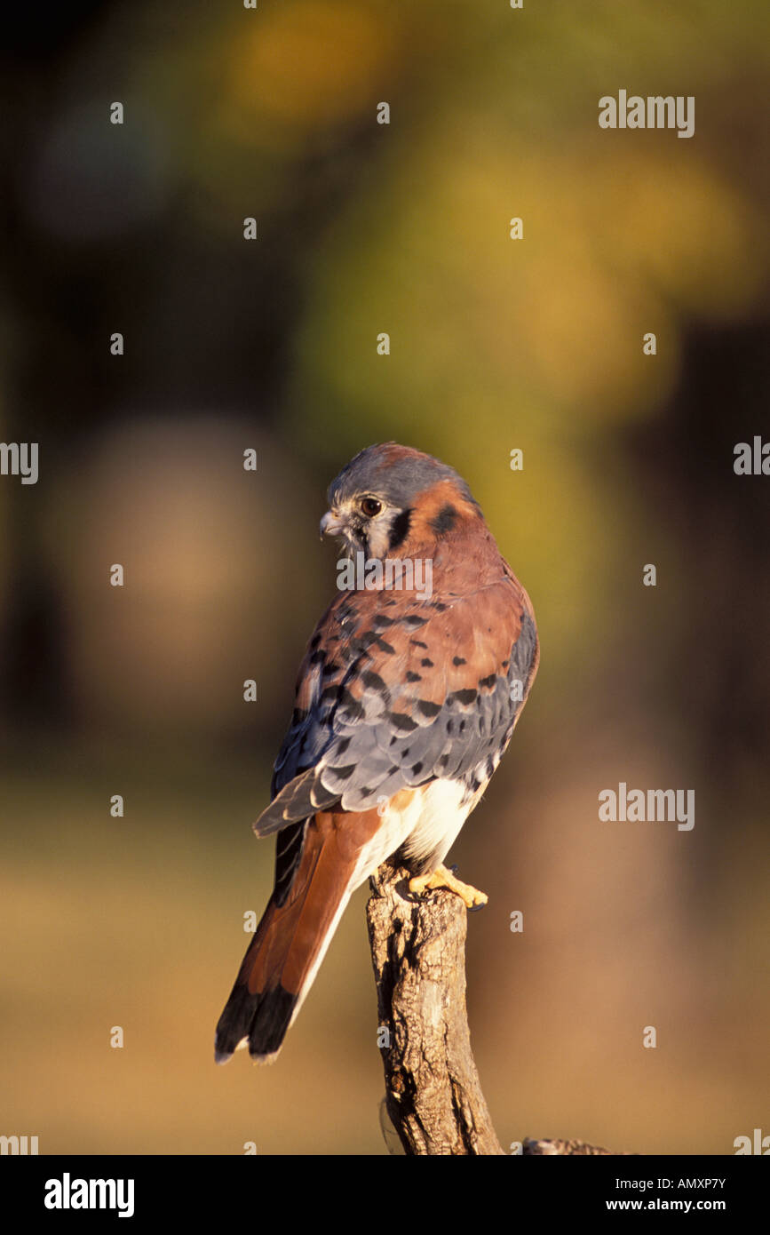 Small mammals of colorado hi-res stock photography and images - Alamy