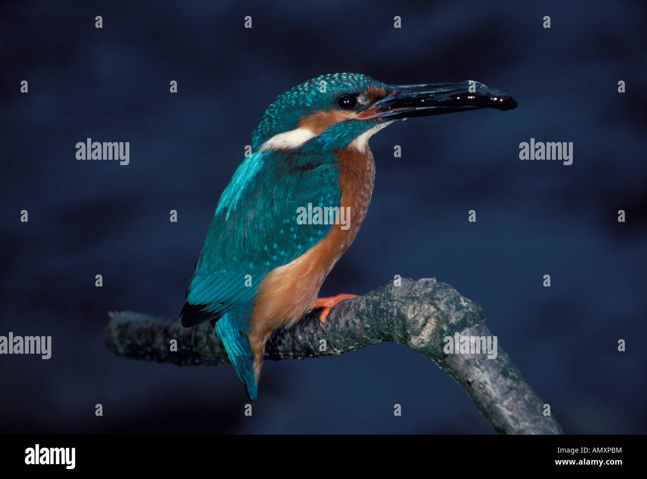 Minnow fish uk hi-res stock photography and images - Alamy