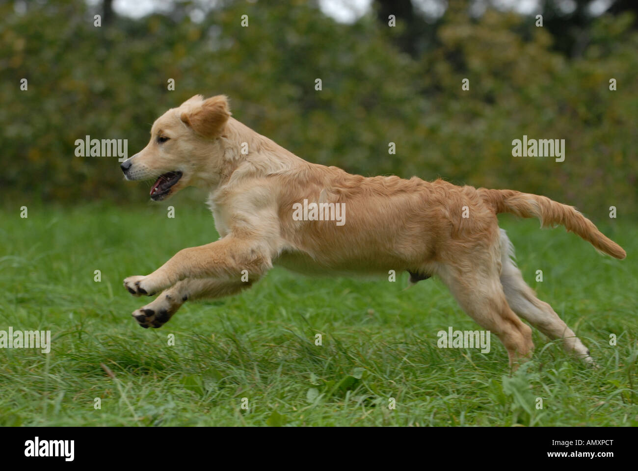 Golden Retriever running in field Stock Photo - Alamy