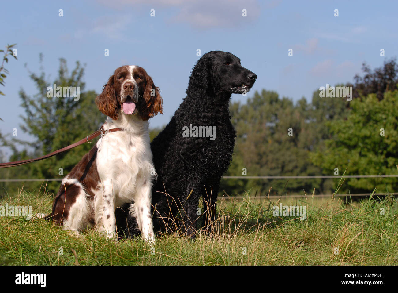 Black curly coated retriever hi-res stock photography and images - Alamy