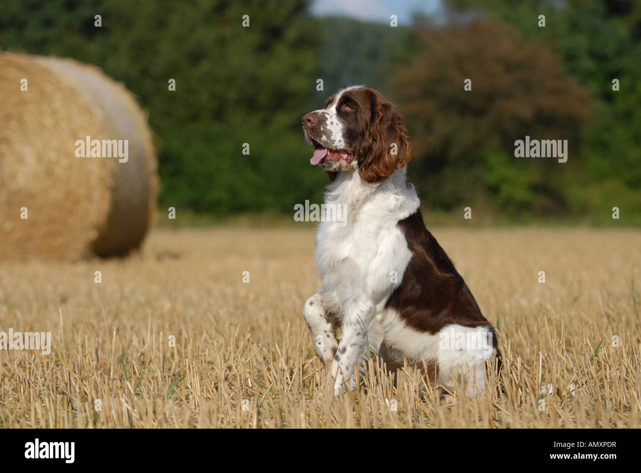Springer Spaniel sitting in stubble field Stock Photo - Alamy