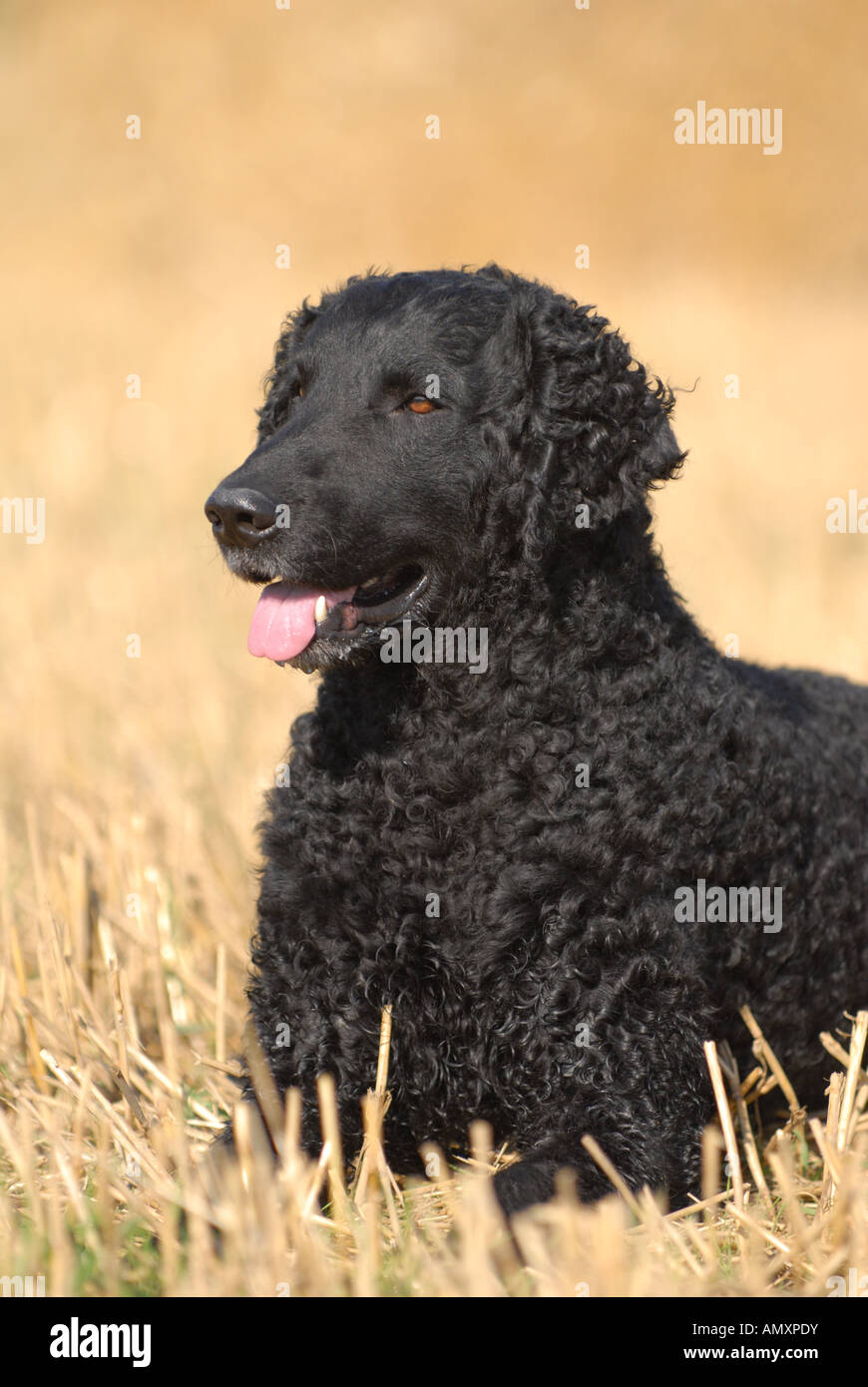 Curly coated retriever hi-res stock photography and images - Alamy