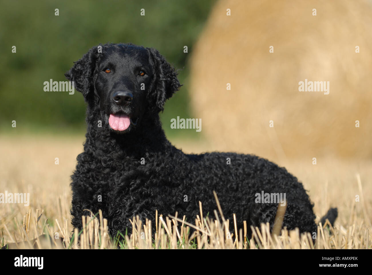 Curly coated retriever hi-res stock photography and images - Alamy