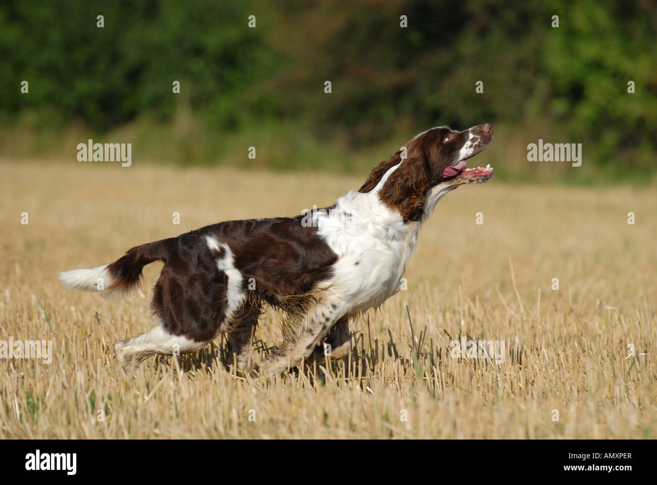 Springer Spaniel running in stubble field Stock Photo - Alamy